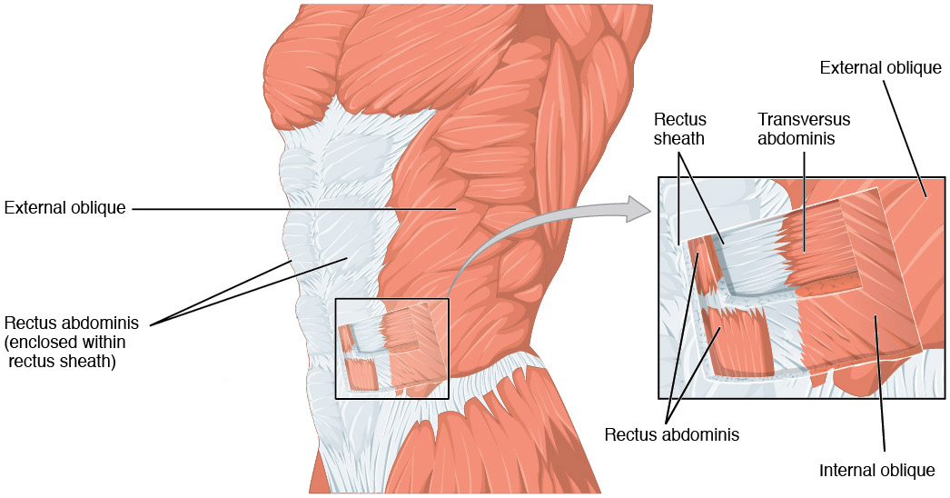Muscle Study: The Abdominals – Brain. Body. Food.